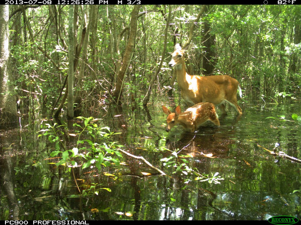 Exhibit Showcases Wildlife Corridor | Coastal Review