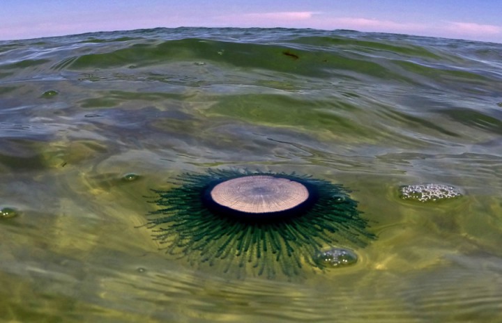 Unusual Blue Buttons Dot N.C. Beaches | Coastal Review