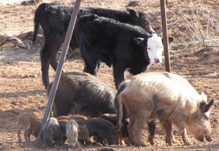 Across N.C.: Pigs Gone Wild | Coastal Review
