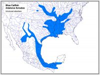 Catfish Blues: Rule Threatens Native Species | Coastal Review
