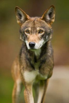 Rolling Back the Red Wolf Recovery Effort | Coastal Review