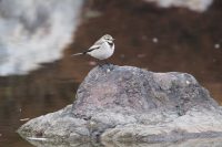 John Fussell: Bird Watcher, Bird Defender | Coastal Review