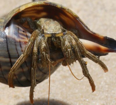 Sam's Field Notes: Diversity of Carolina Crabs | Coastal Review