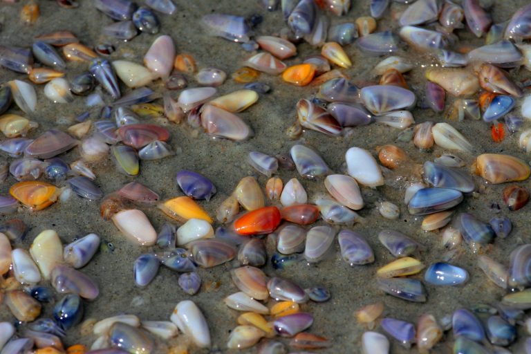Sam's Field Notes: Coquina Clams | Coastal Review