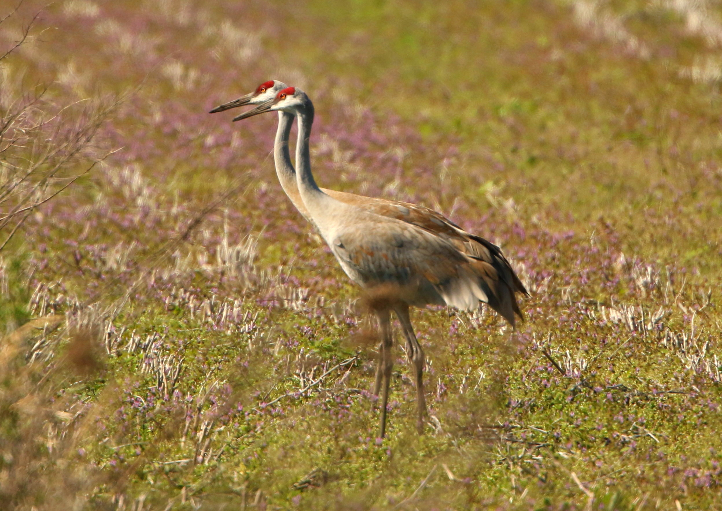 Sam's Field Notes: Sandhill Cranes | Coastal Review