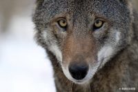 Rebuild the Red Wolf Recovery Effort | Coastal Review