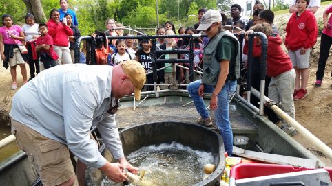 Shad in the Classroom Boosts Recovery Effort | Coastal Review