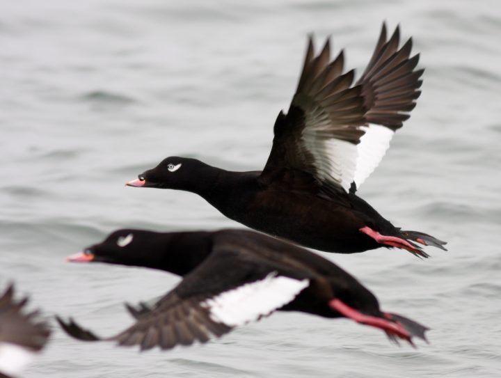 Festival to Celebrate Waterfowl, Seafood | Coastal Review