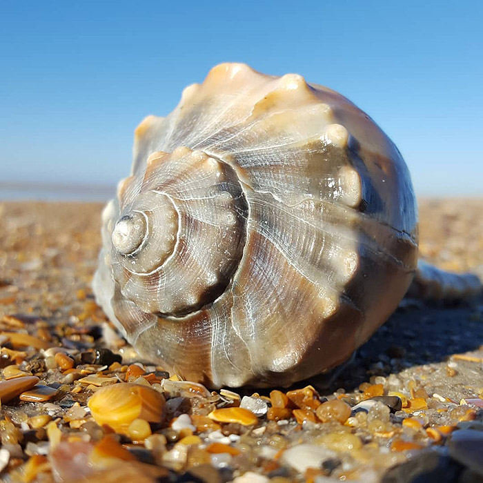 Beachcomber’s View: Whelks Versus Conchs | Coastal Review