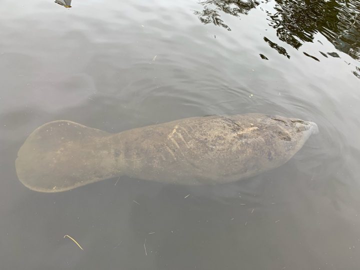 Springtime Brings Fla. Manatees to NC | Coastal Review