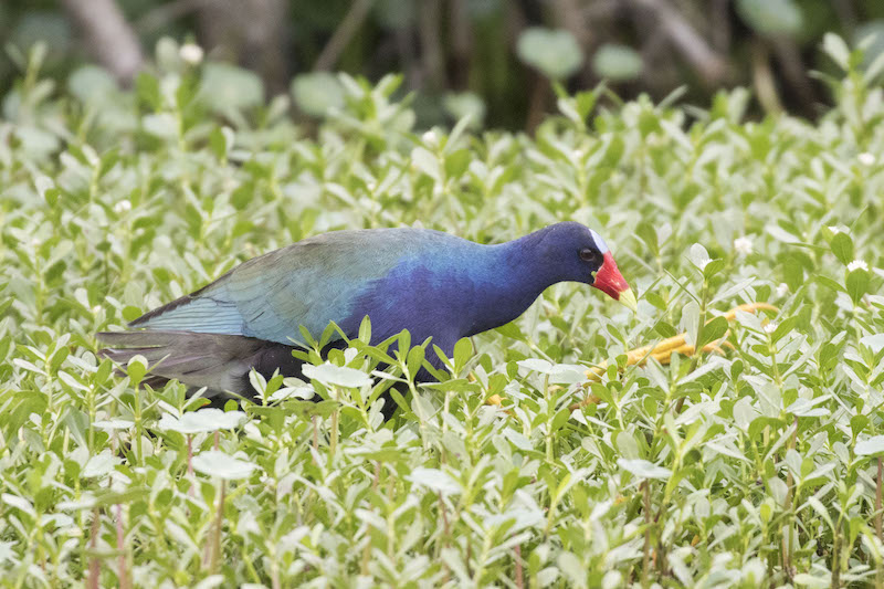 Summer Brings Southern Rarities, Songbirds | Coastal Review