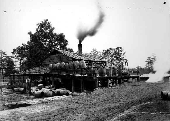 North Carolina and the Turpentine Trail | Coastal Review