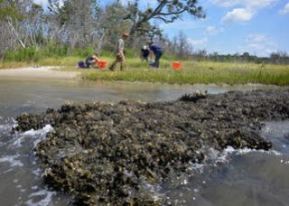 Celebrate Estuaries at Morris Landing | Coastal Review