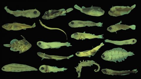 Larval Fish Survival Topic of Science Lecture | Coastal Review