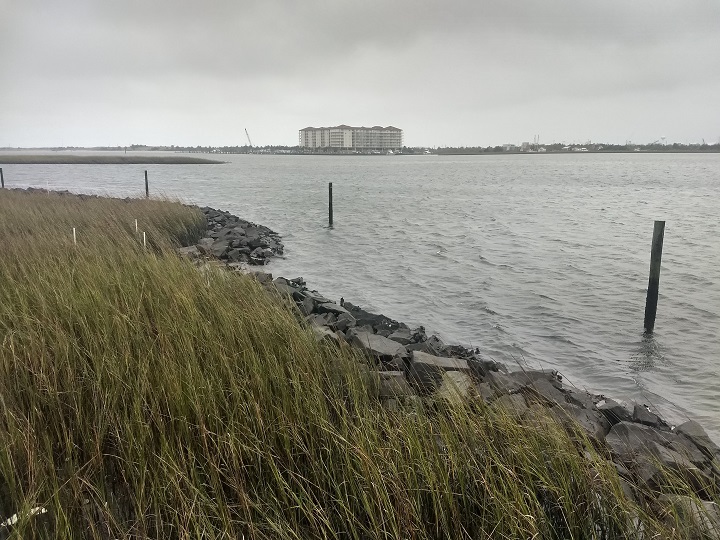 Living Shoreline Proponents Tout Examples Coastal Review Living Shoreline Proponents Tout Examples Coastal Review