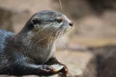 Fort Fisher Aquarium to Welcome Otters | Coastal Review