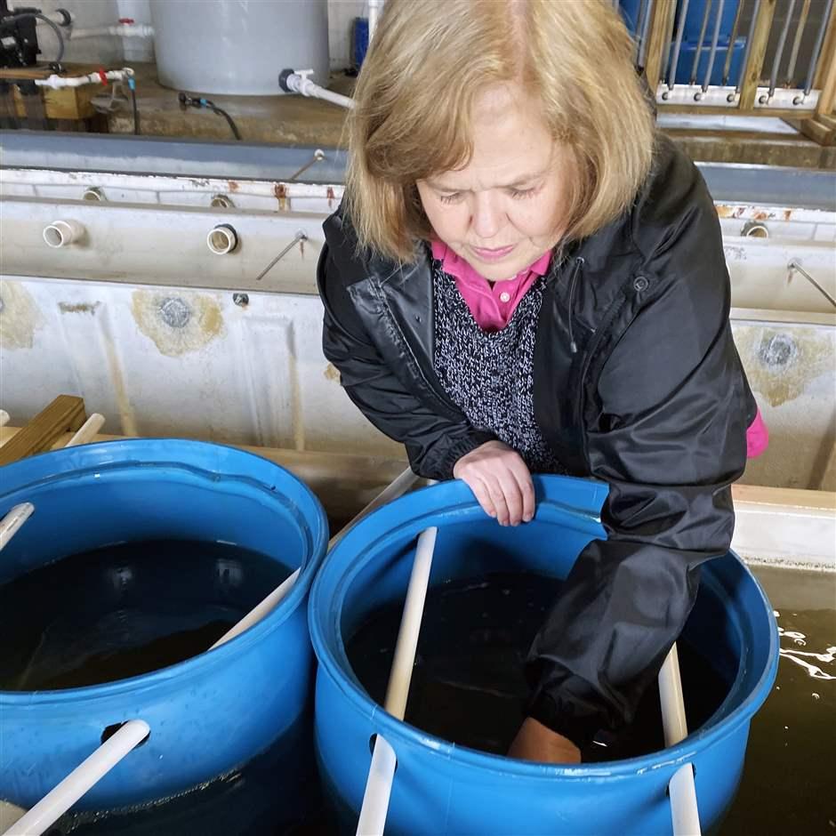 Oyster Nursery Aims to Improve Lives, Water | Coastal Review