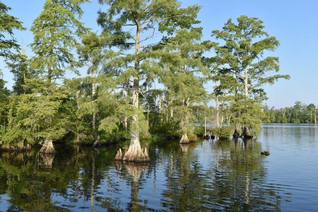 Pocosin Lakes Draft Plan Public Input Sought | Coastal Review