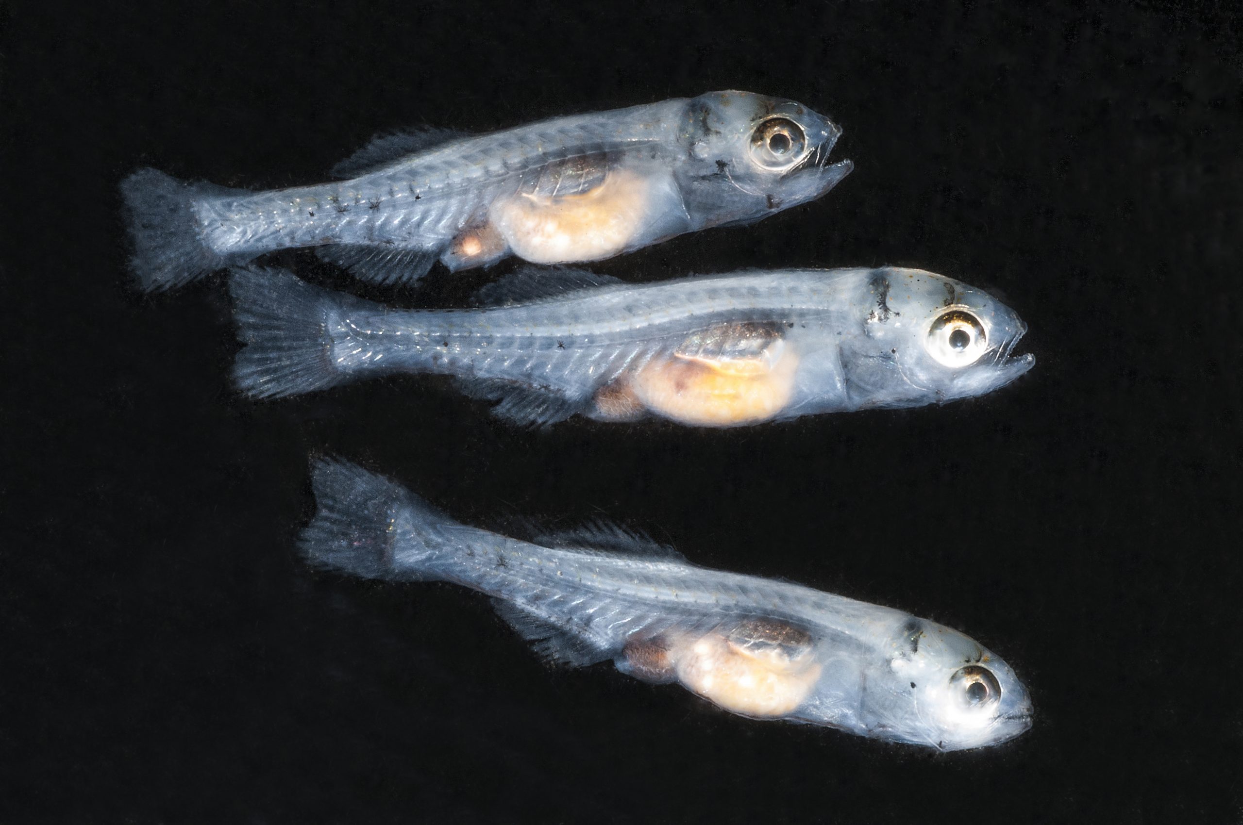 Striped Bass Complex Misunderstood Fish Coastal Review