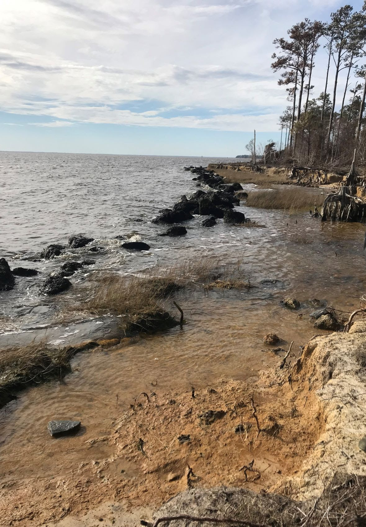 Oriental Begins Living Shoreline Project | Coastal Review