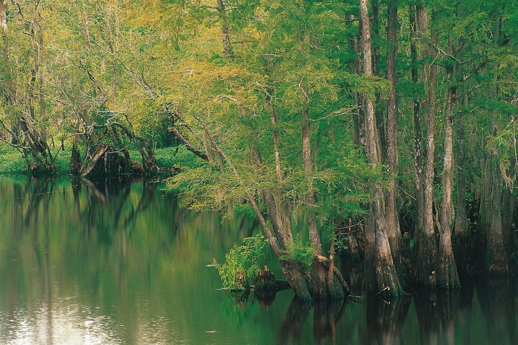 Chowan River Basin Plan Input Sought | Coastal Review
