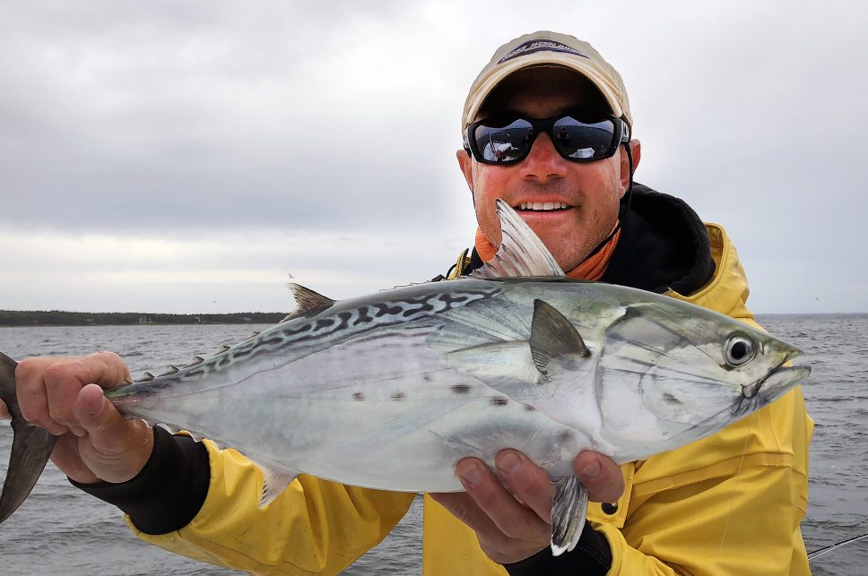 On The Line: False Albacore | Coastal Review
