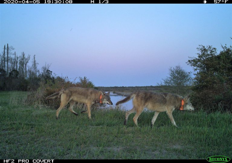 Study to Look Closer at Red Wolf Ancestry | Coastal Review
