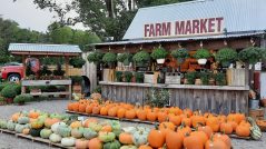 That Which We Call A 'Starfish' | Coastal Review Online