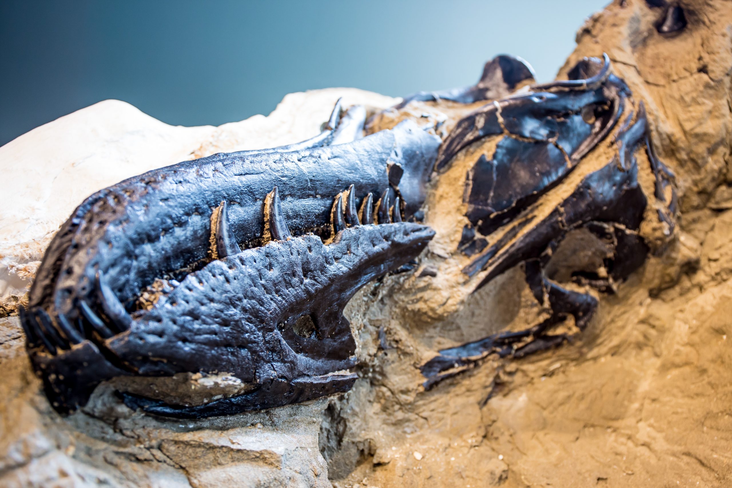 NC New Home To Dueling Dinosaurs Fossil Coastal Review