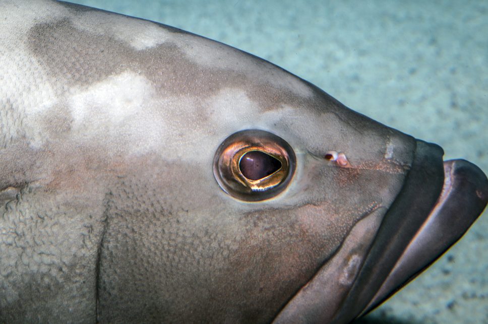 What's on the line? Grouper in North Carolina | Coastal Review