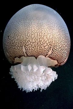 Strange Beauty: Jellyfish of the NC Coast | Coastal Review