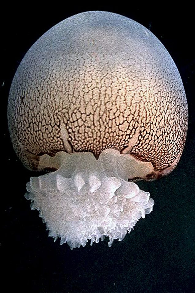 Strange Beauty: Jellyfish of the NC Coast | Coastal Review