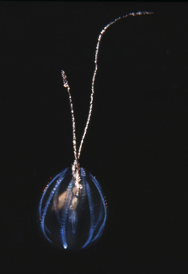 Deeper Dive into the World of NC's Sea Jellies | Coastal Review