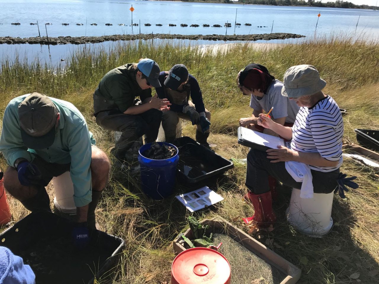 Effort On to Protect Stump Sound Oysters | Coastal Review