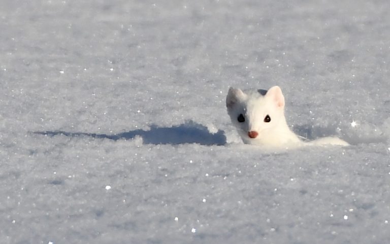 After Travels West, NC's Coast Beckons | Coastal Review