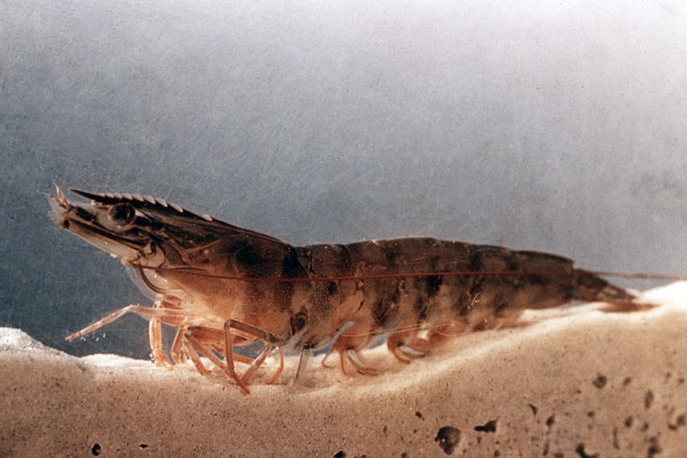 NC's Crustaceans, Shellfish Make A Big Splash | Coastal Review