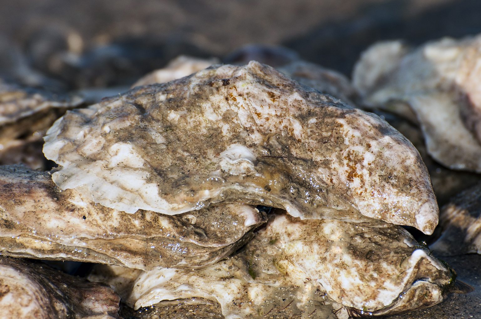 NC's Crustaceans, Shellfish Make A Big Splash | Coastal Review