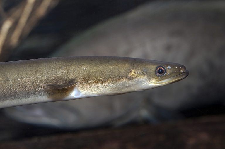 Spawning season underway for NC's migratory fish | Coastal Review