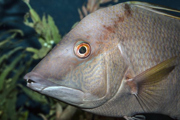 Piggish behavior when feeding earned hogfish their name | Coastal Review