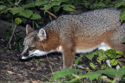 Gray, red foxes and coyotes: Know your coastal canids | Coastal Review
