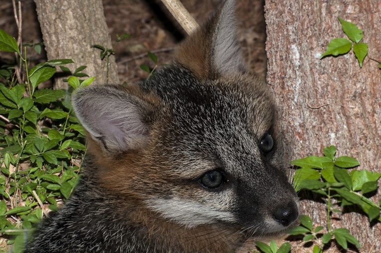 Gray, red foxes and coyotes: Know your coastal canids | Coastal Review