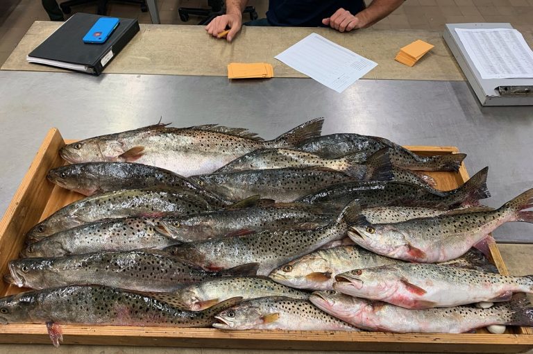 What's on the line? Spotted seatrout, aka 'speckled trout' | Coastal Review