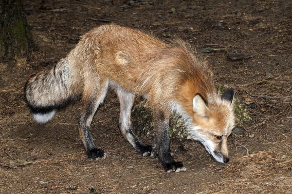 How to coexist with North Carolina's wild foxes, coyotes | Coastal Review