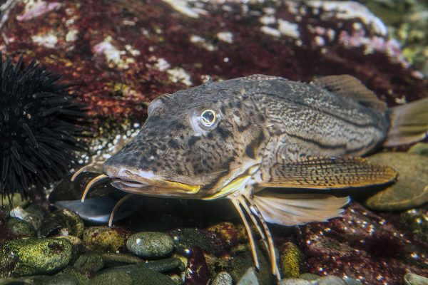 What's on the line? It's a bird, it's a plane -- it's a sea robin ...