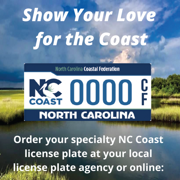 Sam's Field Notes: North Carolina's State Shell, The Scotch Bonnet ...