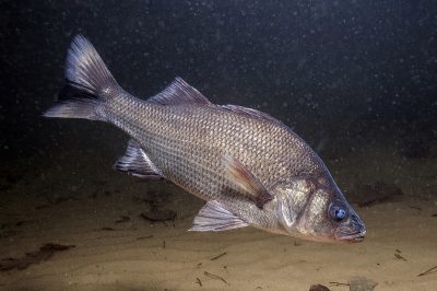 What's on the line? White perch | Coastal Review