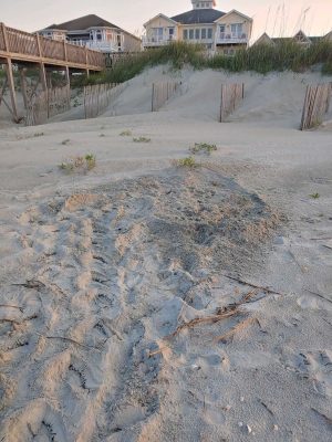 Ocean Isle group works to protect sea turtles year-round | Coastal Review