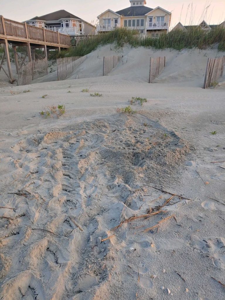 Ocean Isle group works to protect sea turtles year-round | Coastal Review