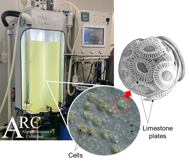 UNCW researcher is growing microalgae to make limestone | Coastal Review