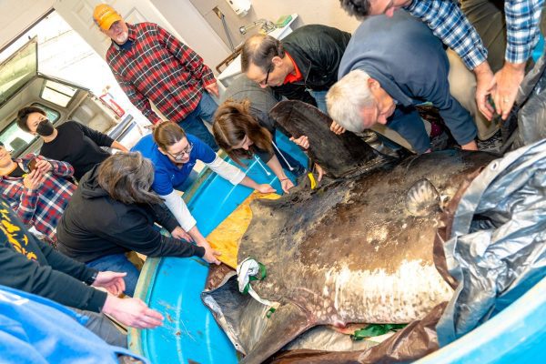Museum researchers preserve 450-pound sharptail mola | Coastal Review